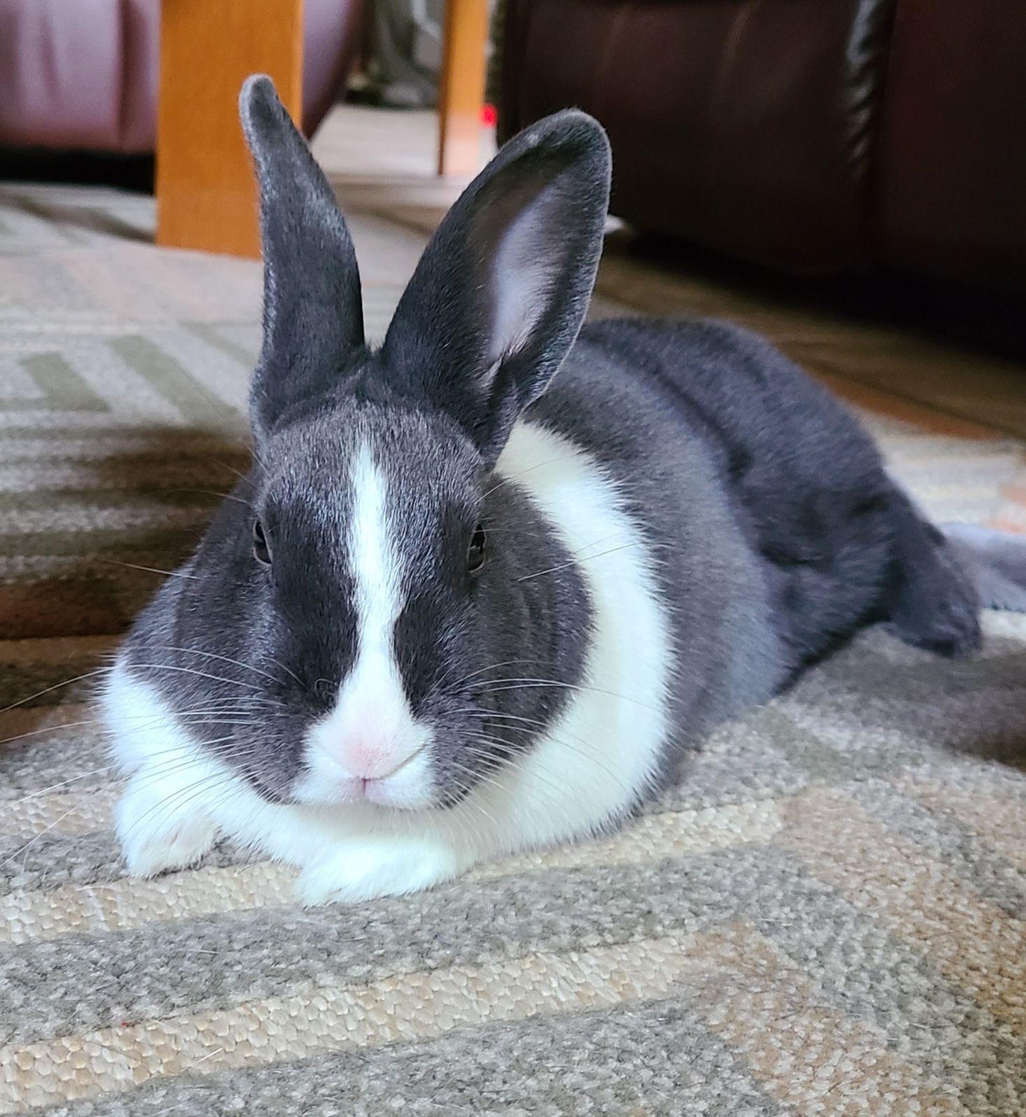 Rabbit for adoption - Miso, a Dutch in Windsor, ON | Petfinder