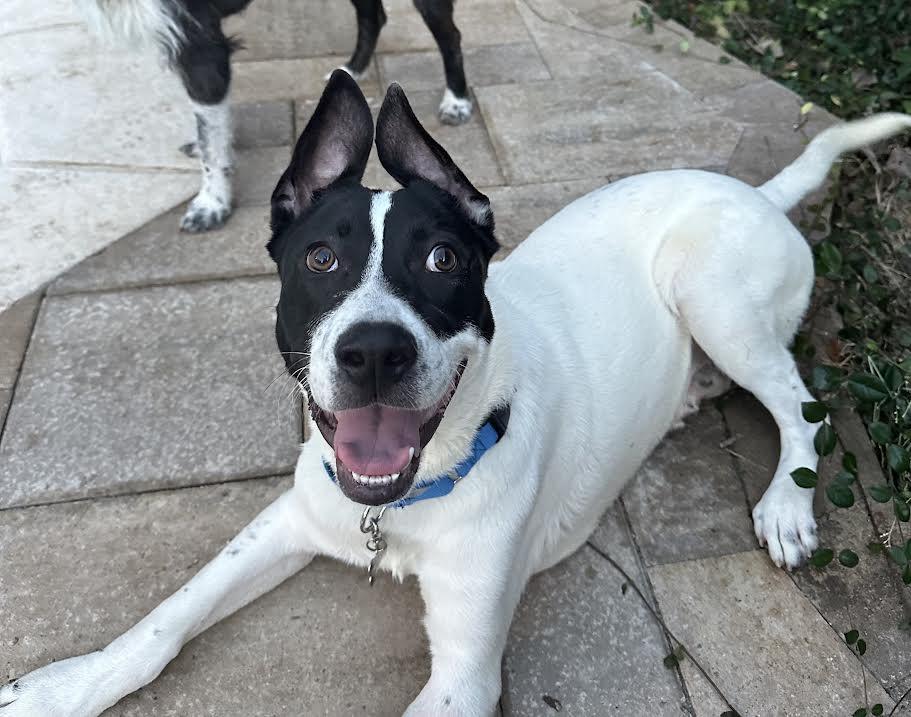 Dog for adoption - Spot, a Great Dane & Pointer Mix in Monroeville, PA ...