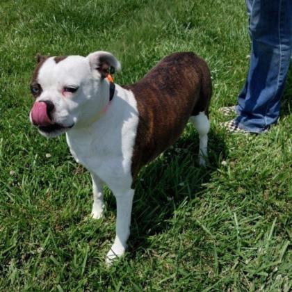 Macie - Adoptable Pet | Petfinder | Petfinder