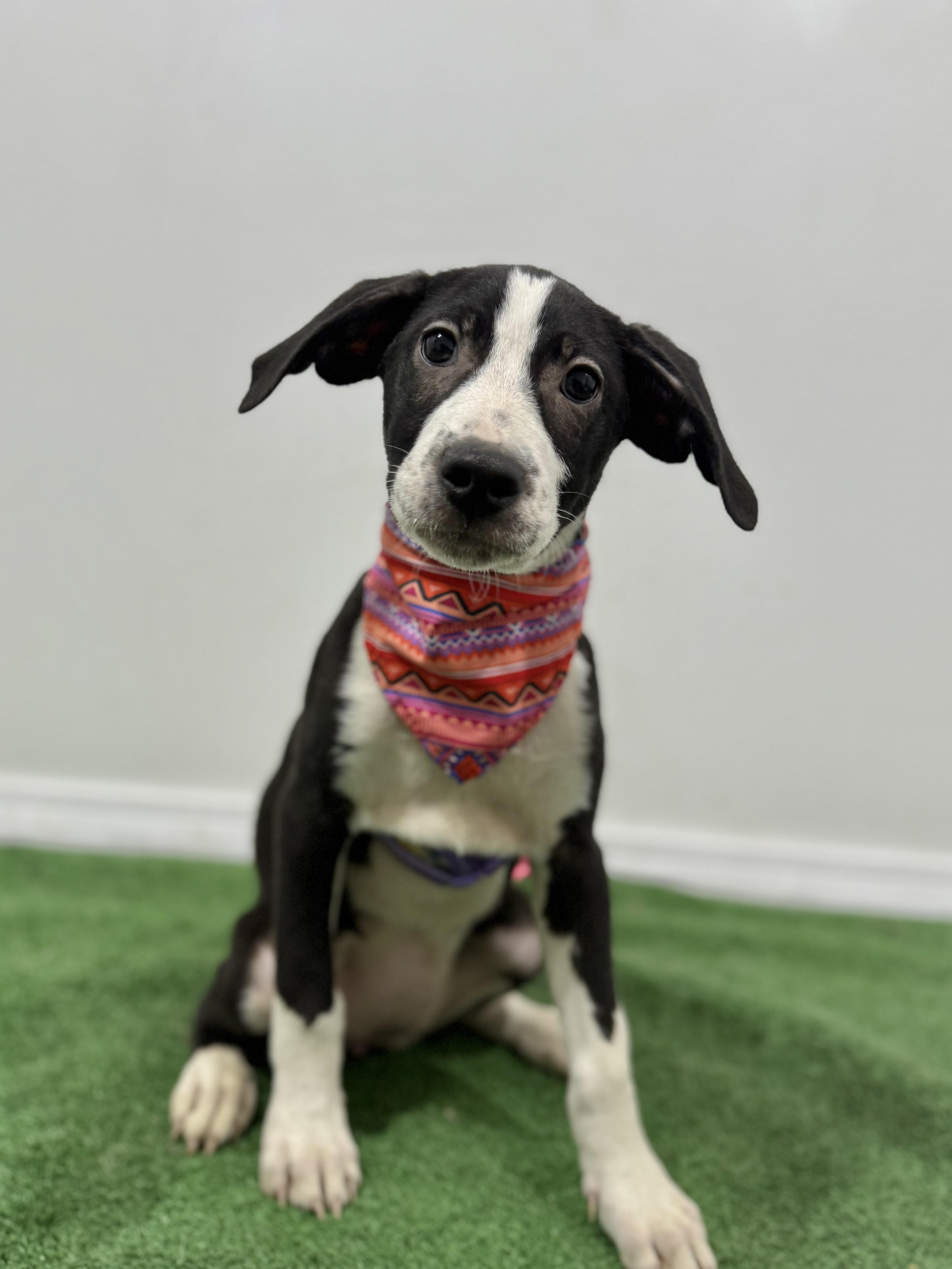 Dog for adoption - Penny, a Labrador Retriever & Foxhound Mix in Las ...