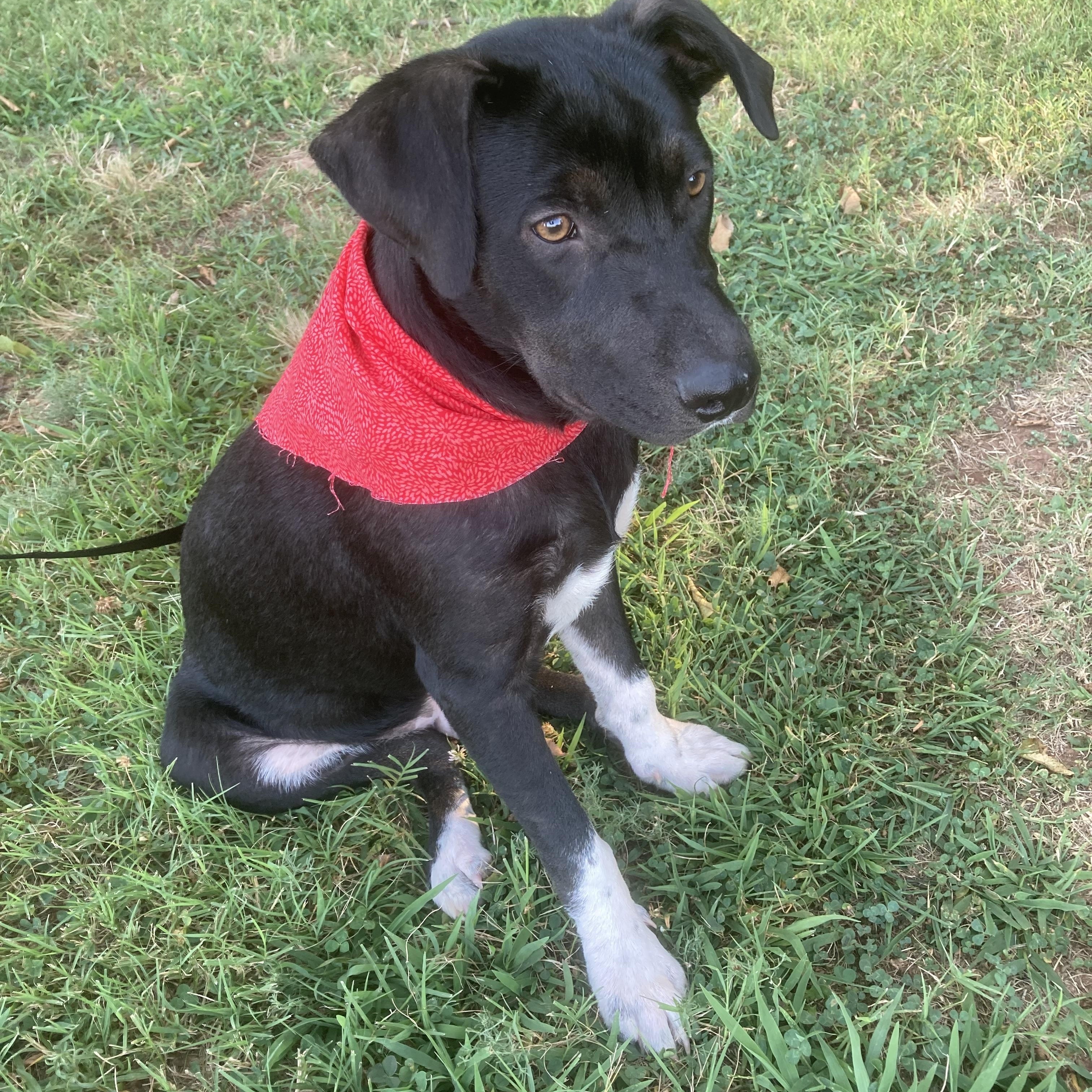 Dog for adoption - Kane, a Black Labrador Retriever Mix in Edmond, OK | Petfinder