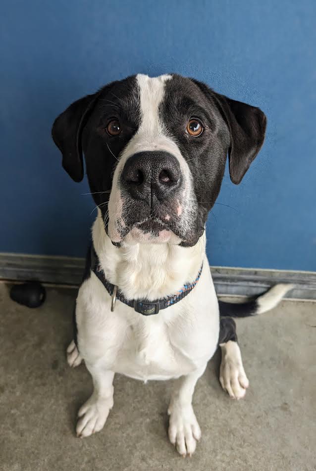 ADOPT - Whatcom Humane Society