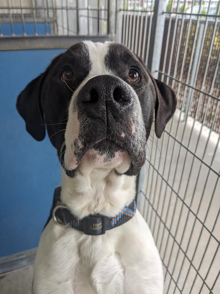 ADOPT - Whatcom Humane Society