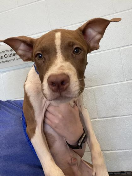 Dog for adoption - Milo (147701), a Pit Bull Terrier Mix in Baton Rouge ...