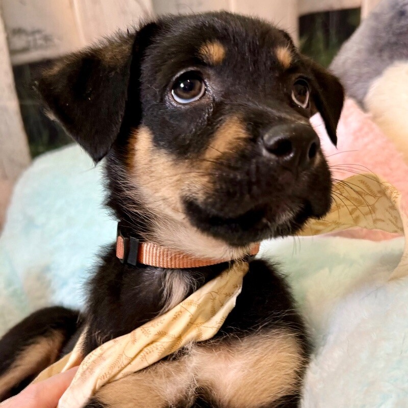 Dog for adoption - Mocha Java Cookie, a German Shepherd Dog & Labrador ...