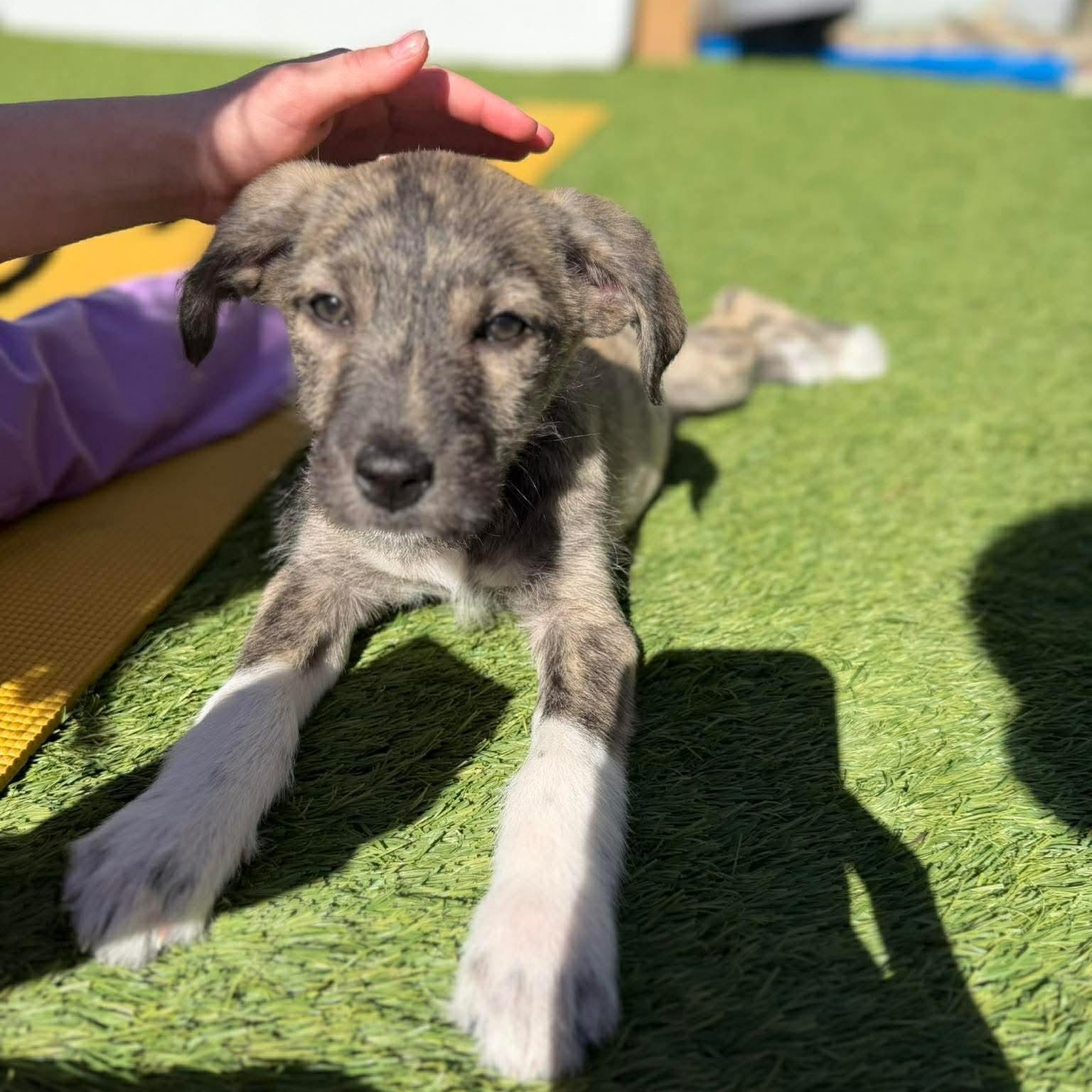 Moxie - Adoptable Pet | Petfinder | Petfinder