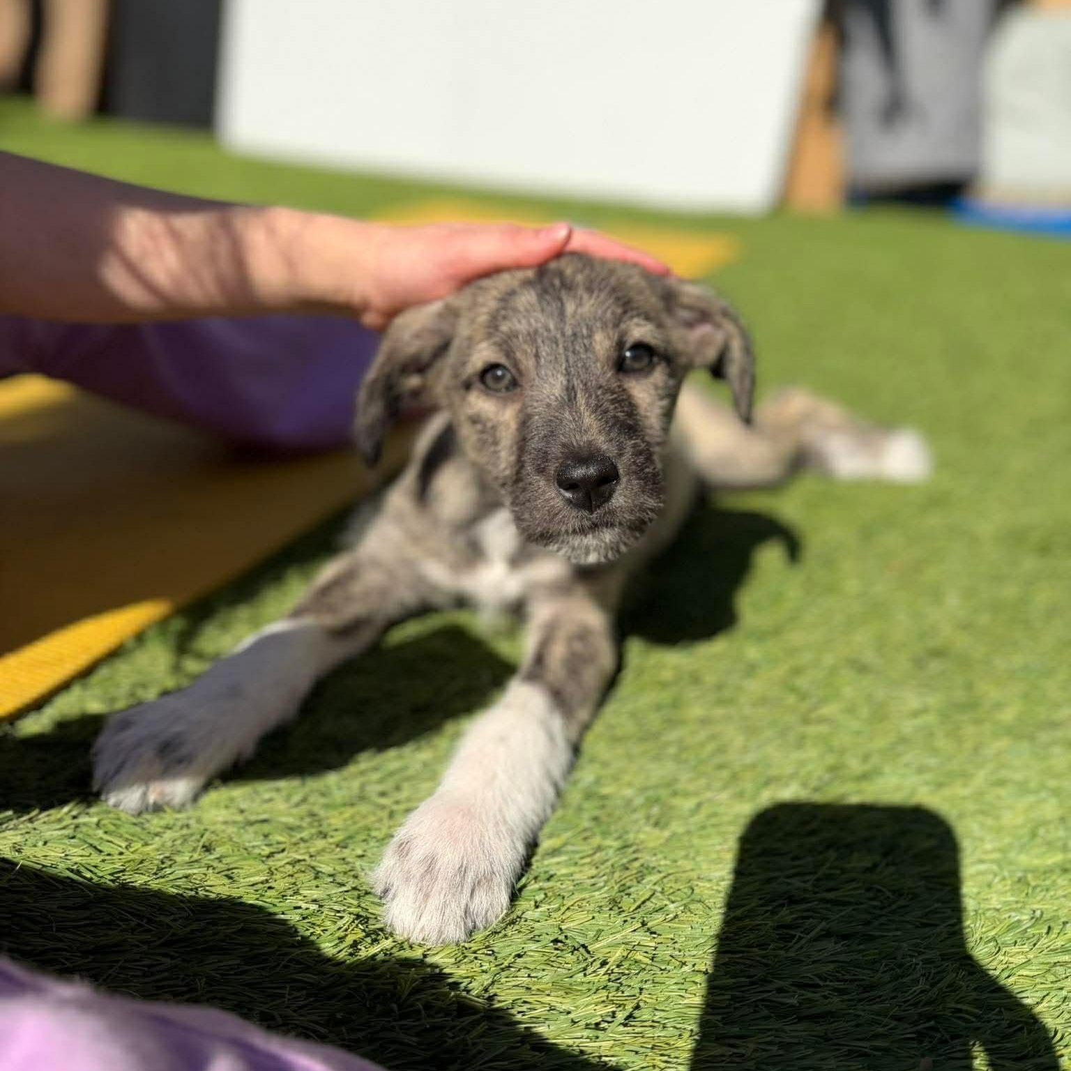 Moxie - Adoptable Pet | Petfinder | Petfinder