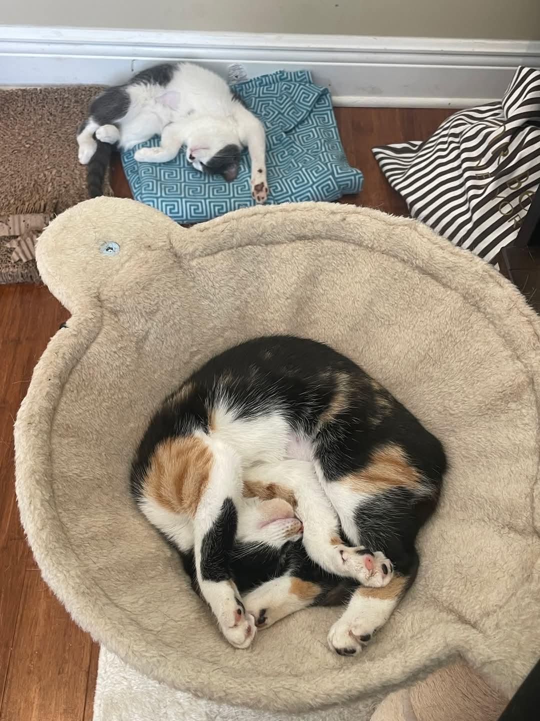 Cat for adoption - Charles and Charlotte, a Domestic Short Hair & Calico Mix in Orlando, FL ...