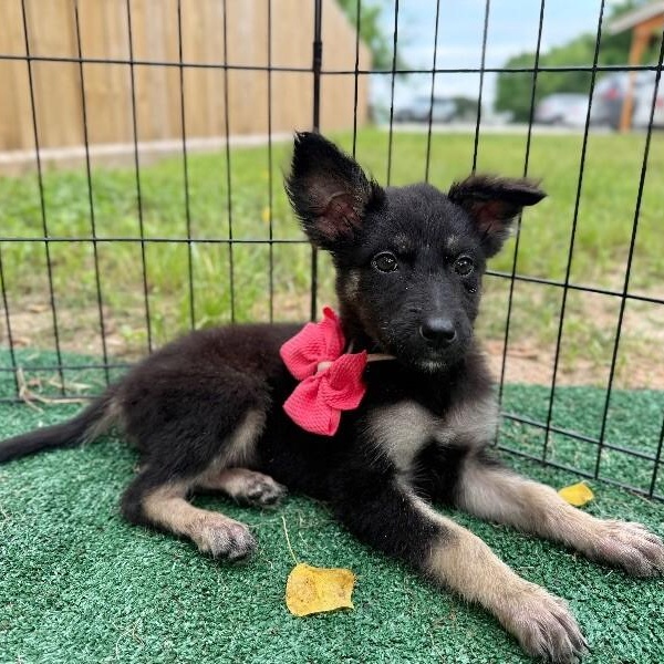 Dog for adoption - Jill Echo, a German Shepherd Dog & Shepherd Mix in ...