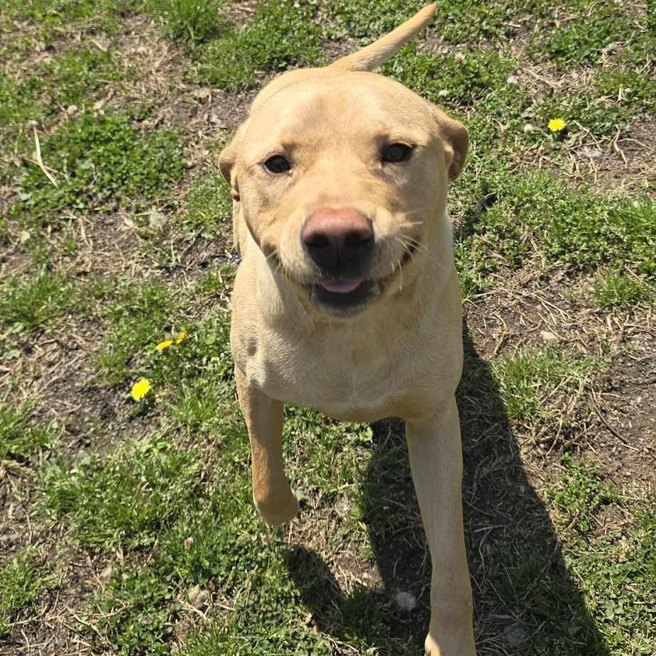 Dog for adoption - Declan, a Labrador Retriever & Pit Bull Terrier Mix ...