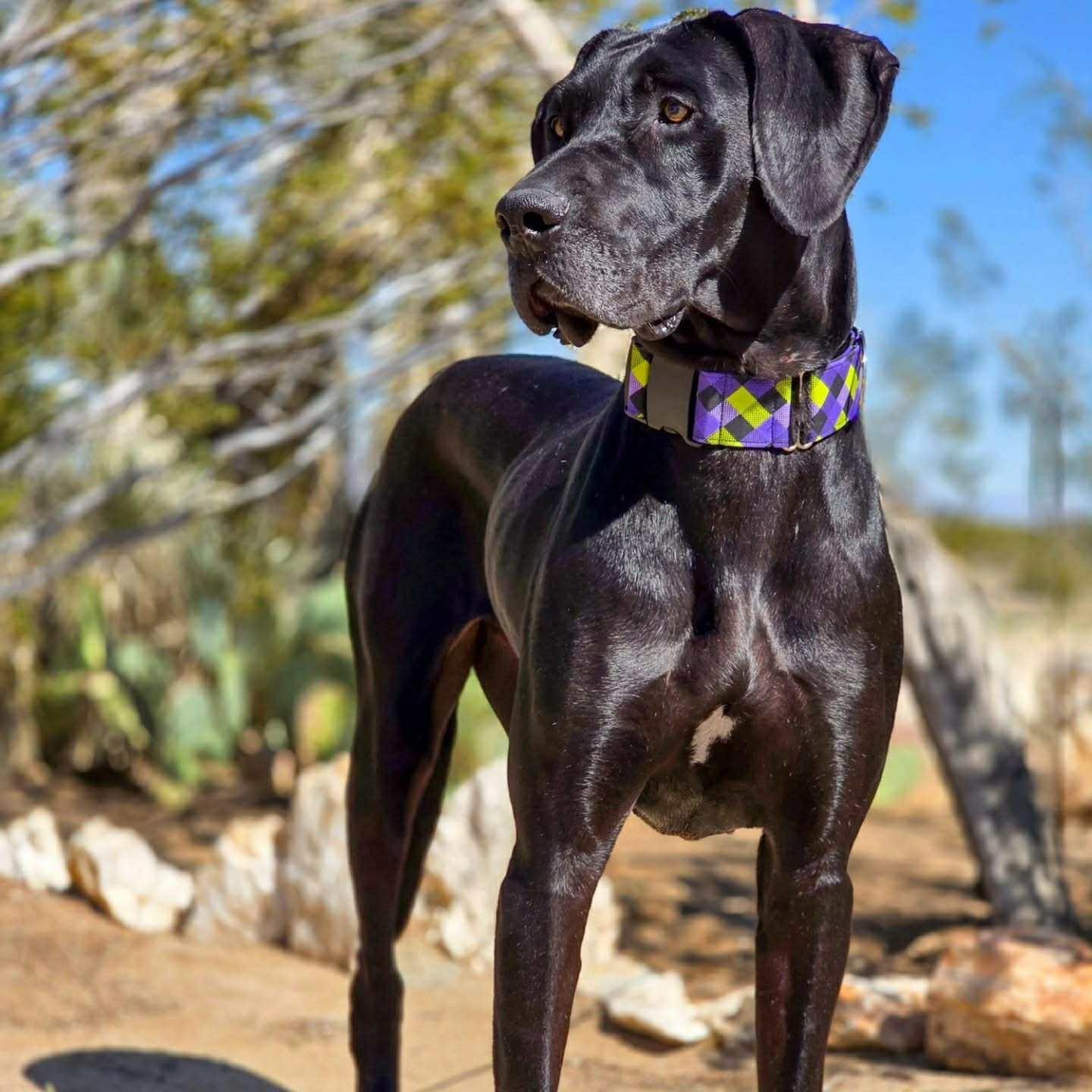 Dog for adoption - Lizzy, a Great Dane in Tehachapi, CA | Petfinder