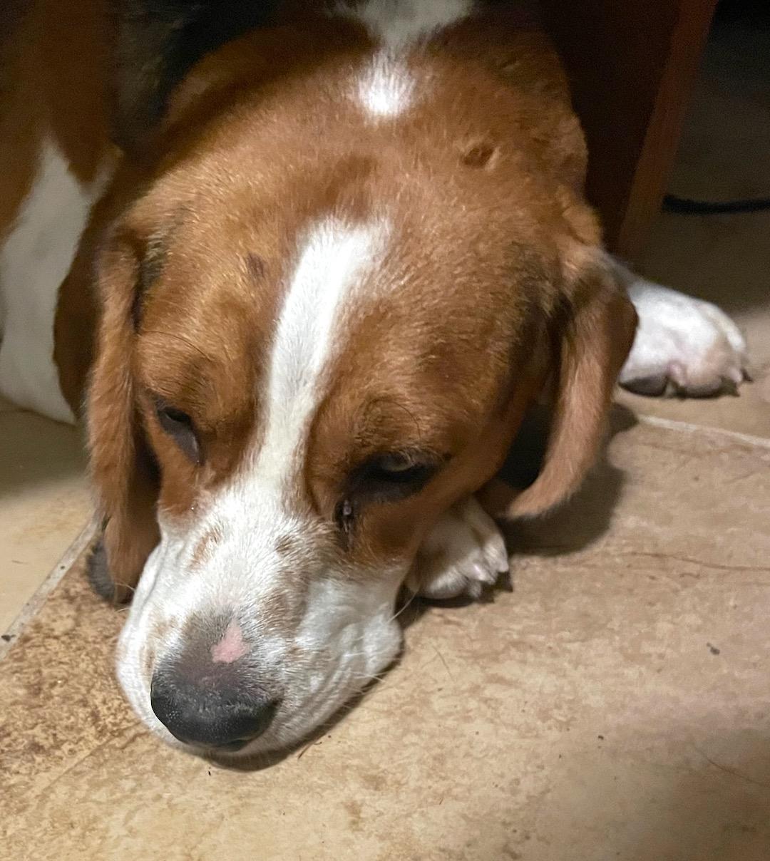 Dog for adoption - Sherman, a Beagle in Tomball, TX | Petfinder