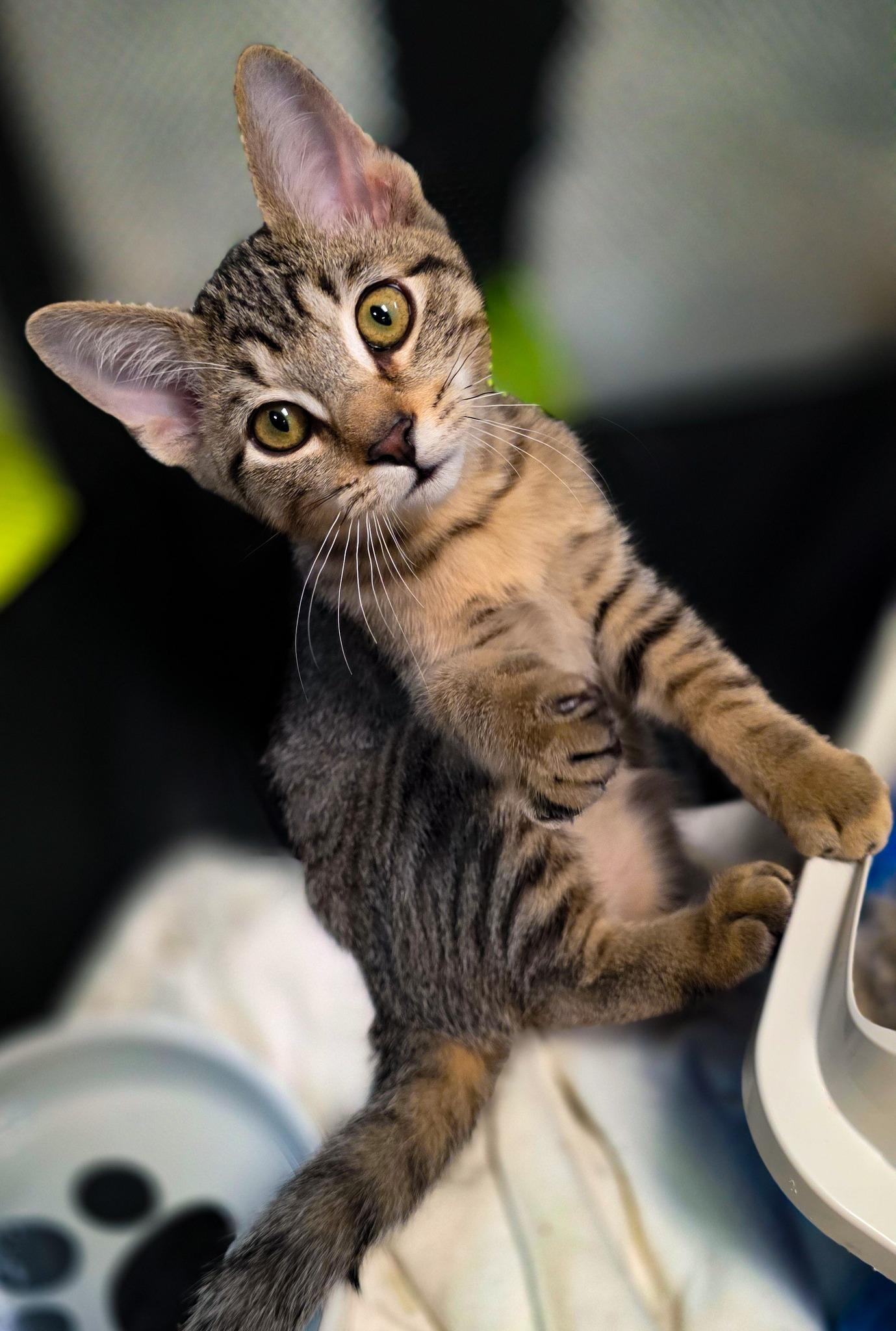 Cat for adoption - Boo + Mike + Sully, a Domestic Short Hair in Sterling Heights, MI | Petfinder