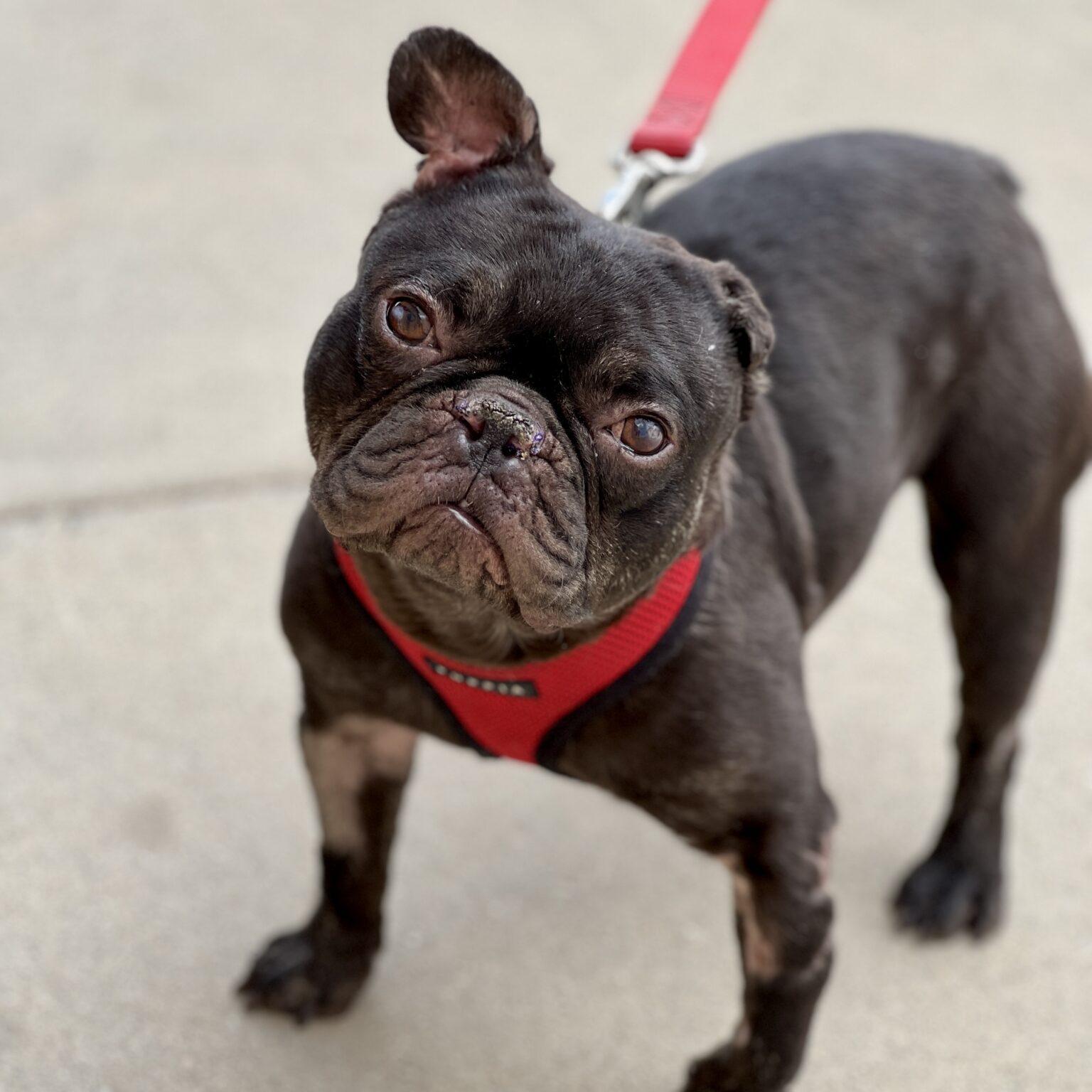 Dog for adoption - Pepe, a French Bulldog in Mead, CO | Petfinder