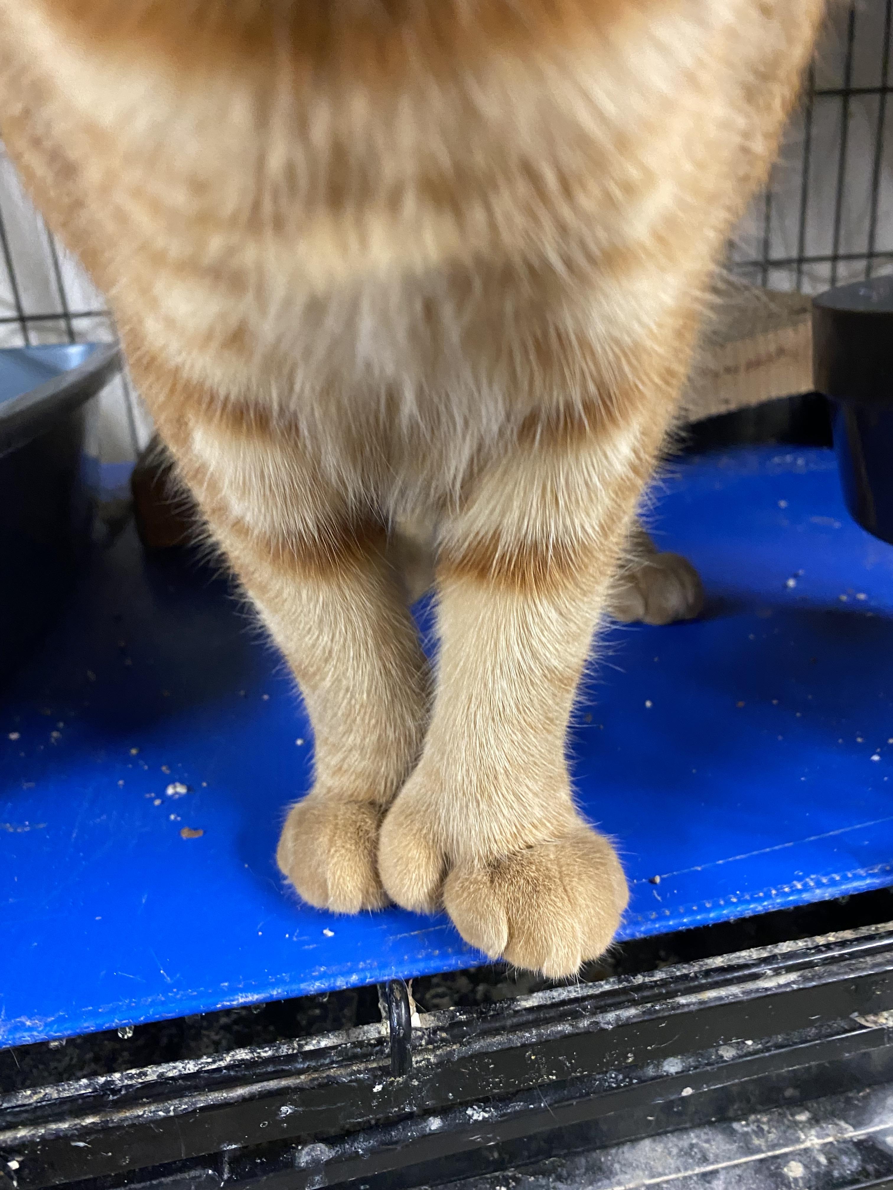 Orange Girl - double paws! - Adoptable Pet | Petfinder | Petfinder