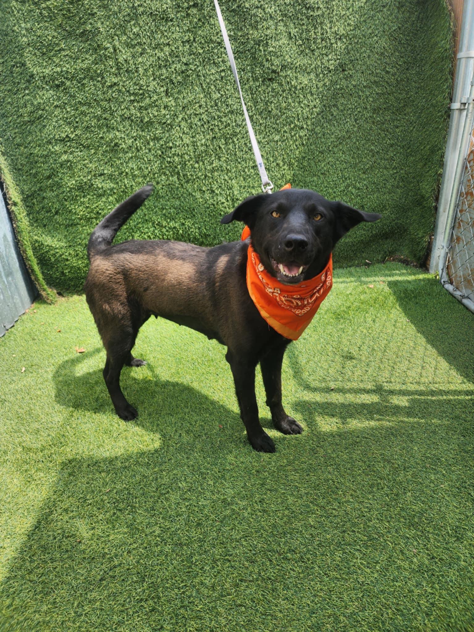 Dog for adoption - Mercy, a Labrador Retriever Mix in White River ...