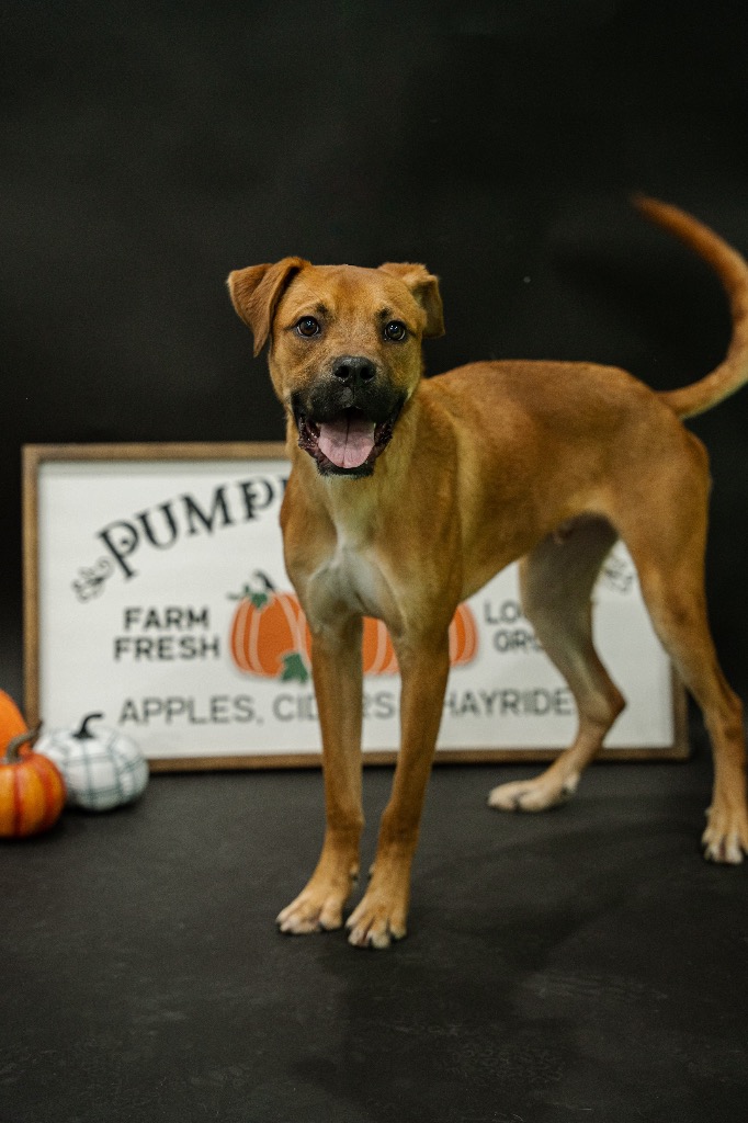 Dog for adoption - Biscuit, a Boxer & Labrador Retriever Mix in Spokane ...