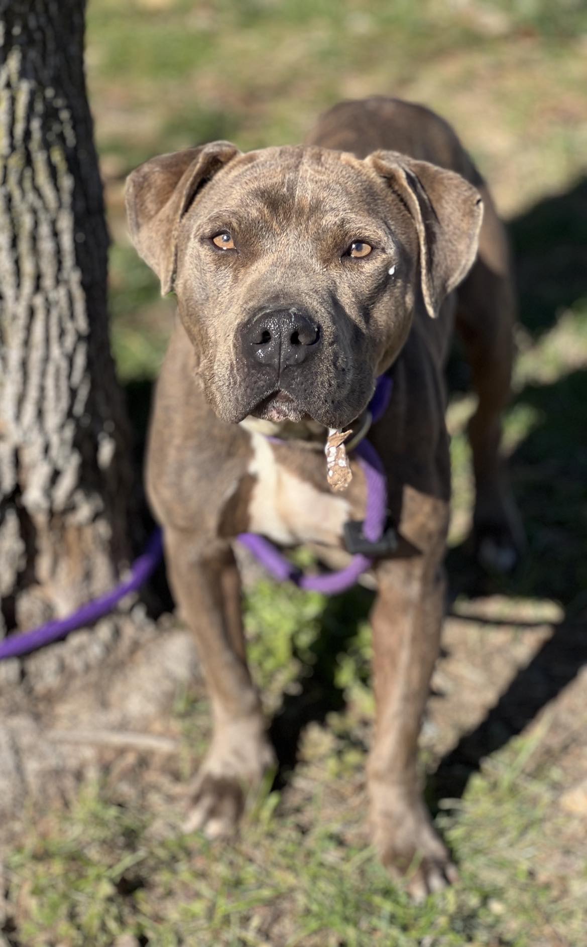 Dog for adoption - Bruno, a Pit Bull Terrier Mix in Springfield, IL ...