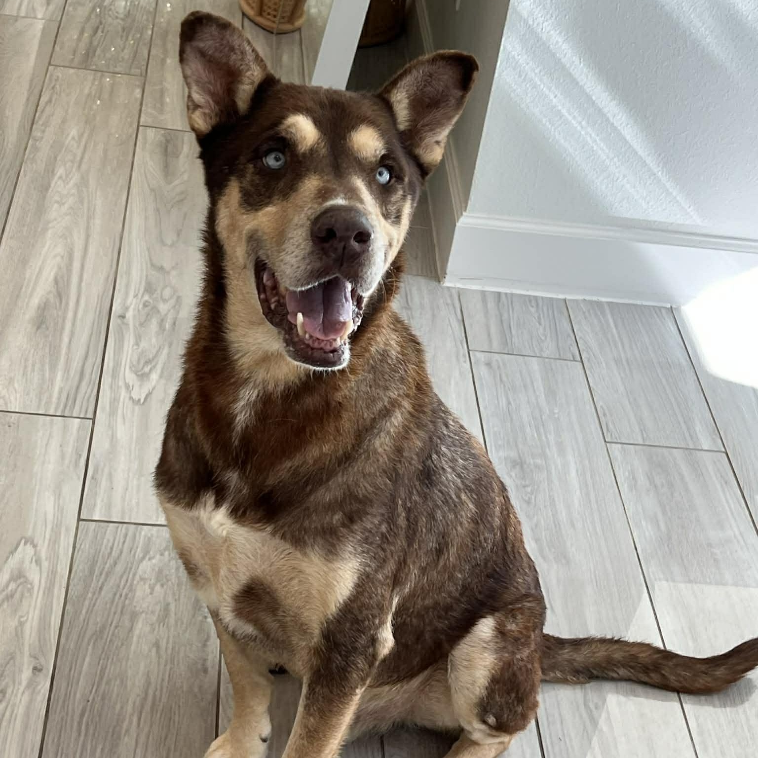 Dog for adoption - TOMMY GS, a Husky Mix in Nottingham, MD | Petfinder