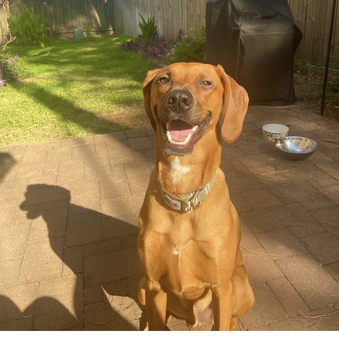 Dog for adoption - Niko, a Rhodesian Ridgeback & Vizsla Mix in Salt ...