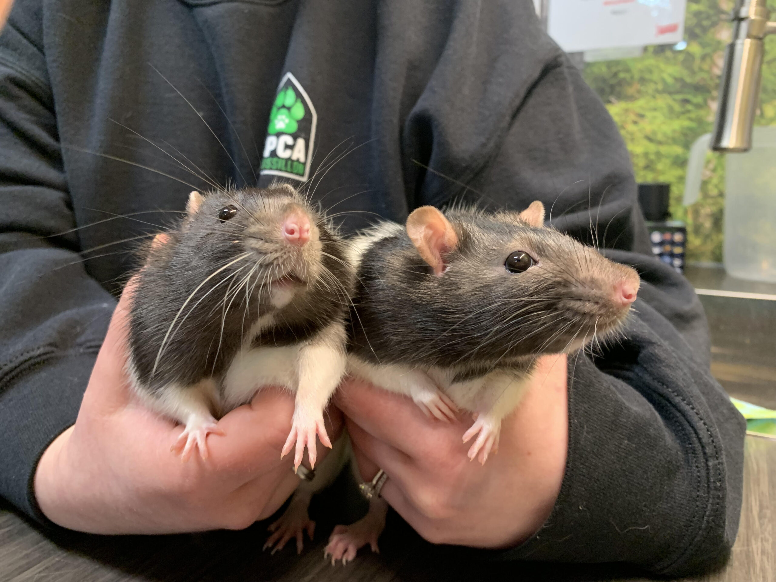 Rat for adoption - FETA & CHEDDAR, a Rat in Delson, QC | Petfinder