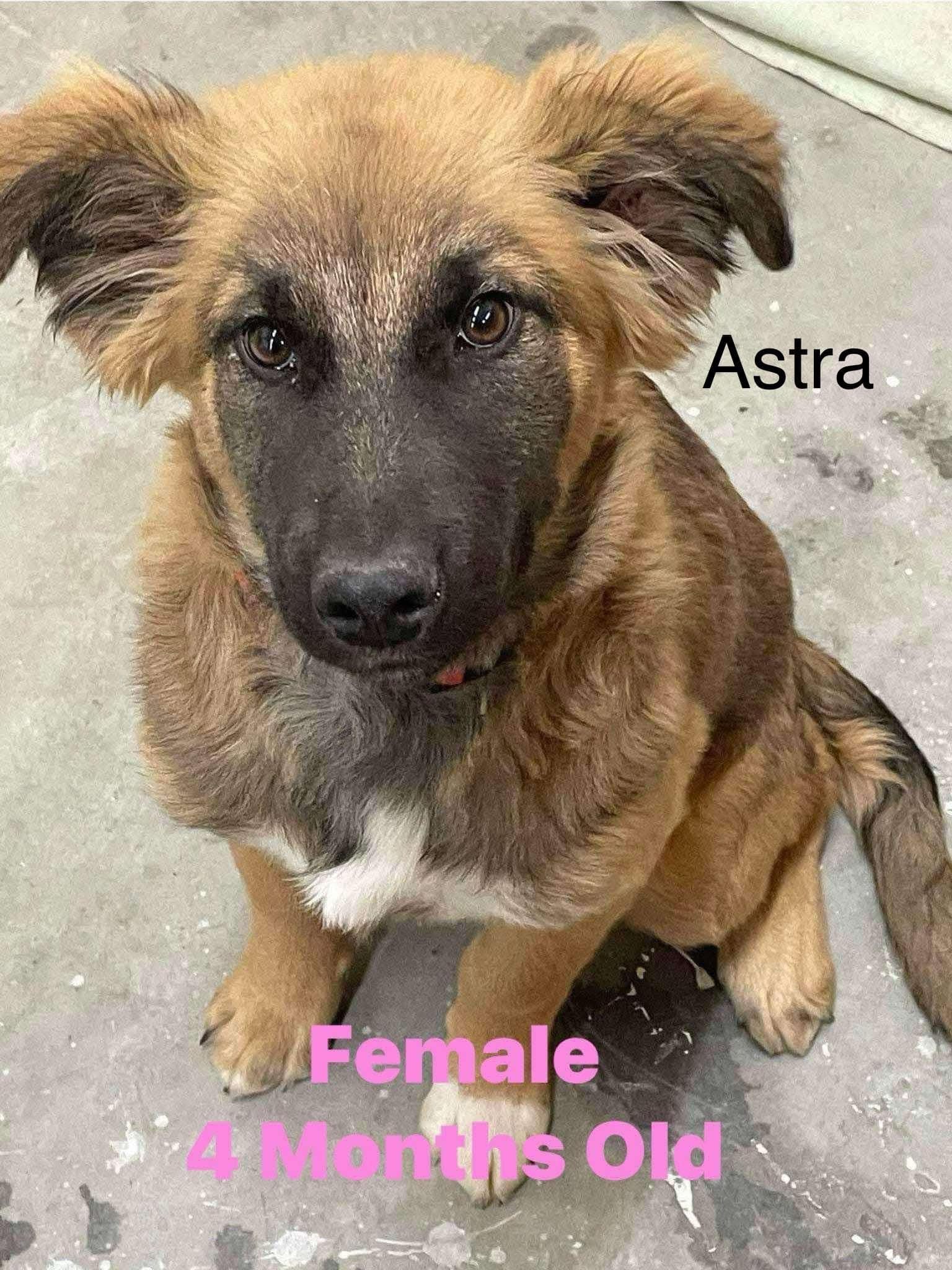 Dog for adoption - Astra (20241125-12), a Husky & Shepherd Mix in ...