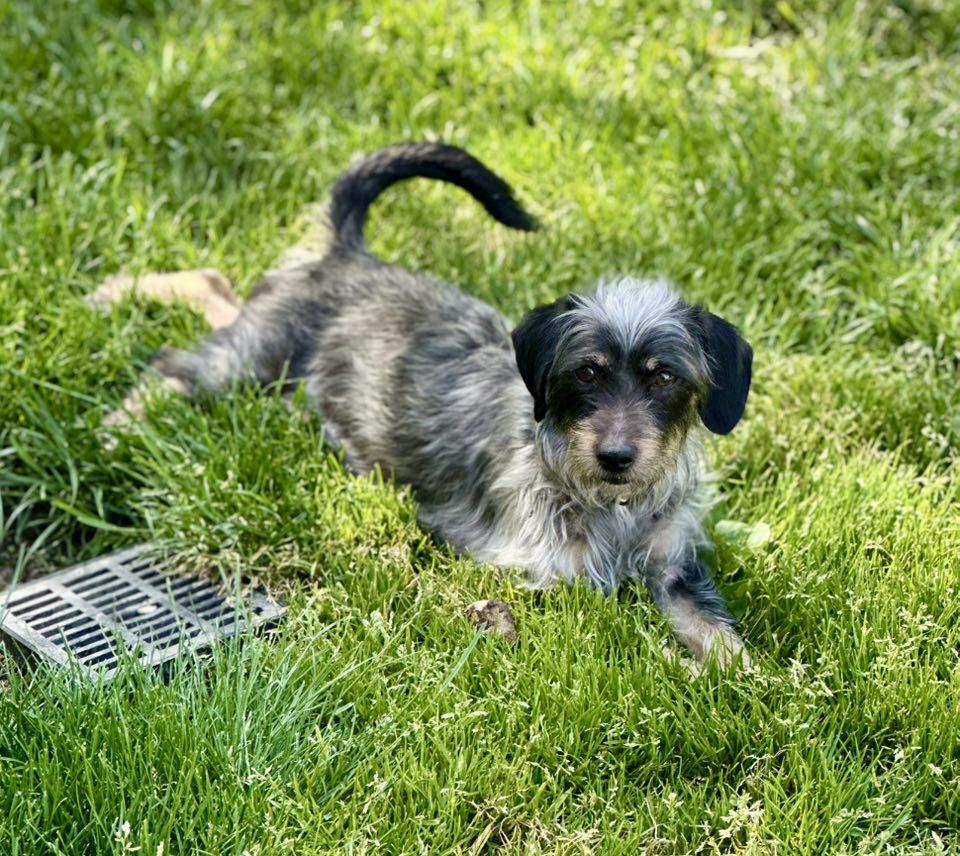 Dog for adoption - Lucy and Hank, a Dachshund (Long Haired) & Parson ...