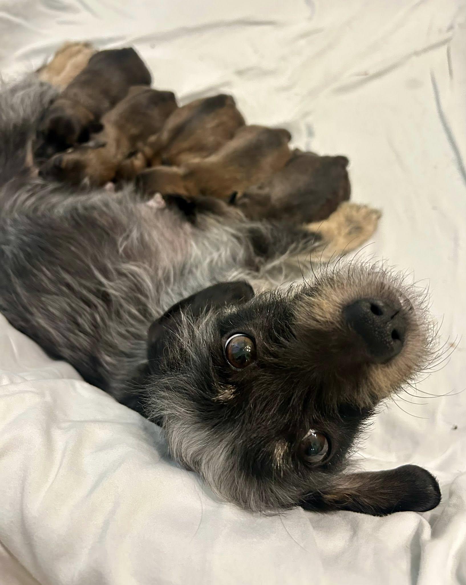 Dog for adoption - Lucy and Hank, a Dachshund (Long Haired) & Parson ...