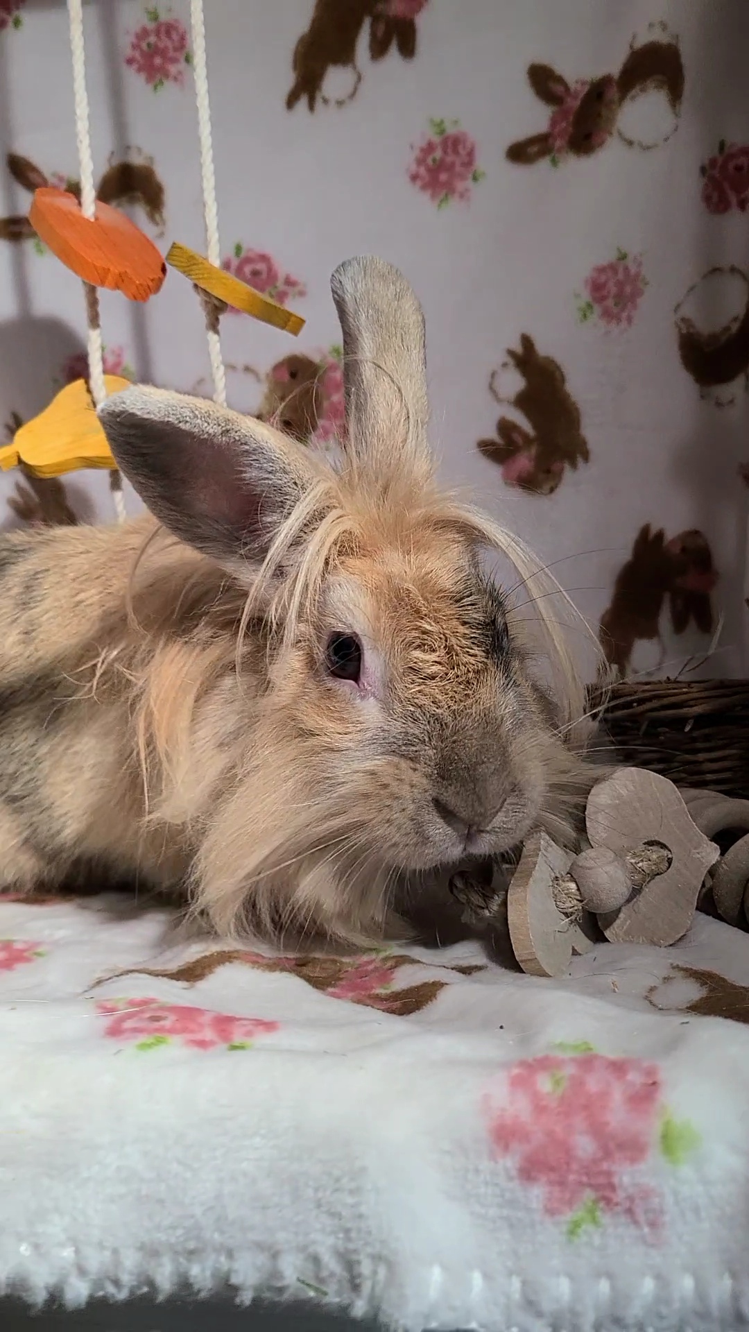 Rabbit for adoption - Maddie, a Lionhead in Waynesboro, VA | Petfinder