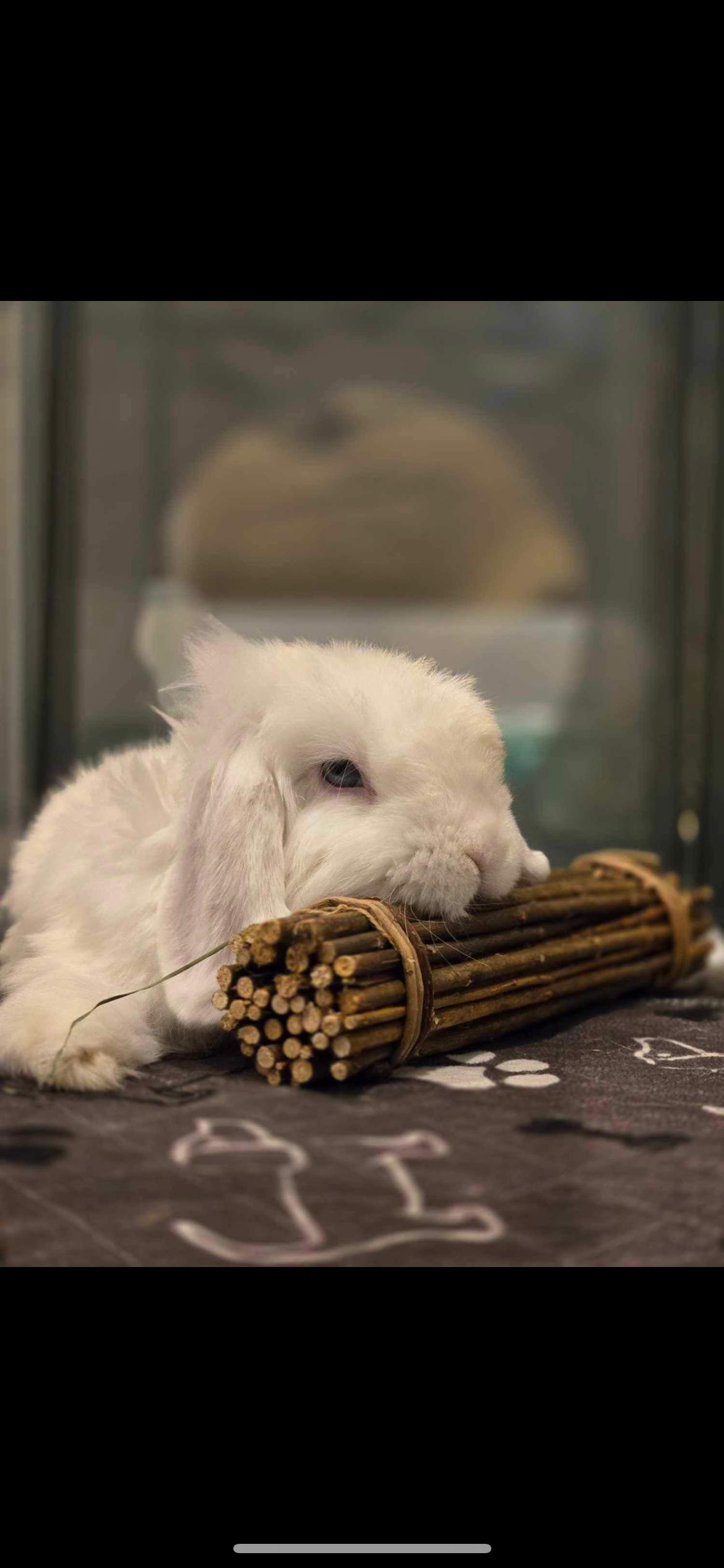 Rabbit for adoption - Nimbus, a Holland Lop in Omaha, NE | Petfinder