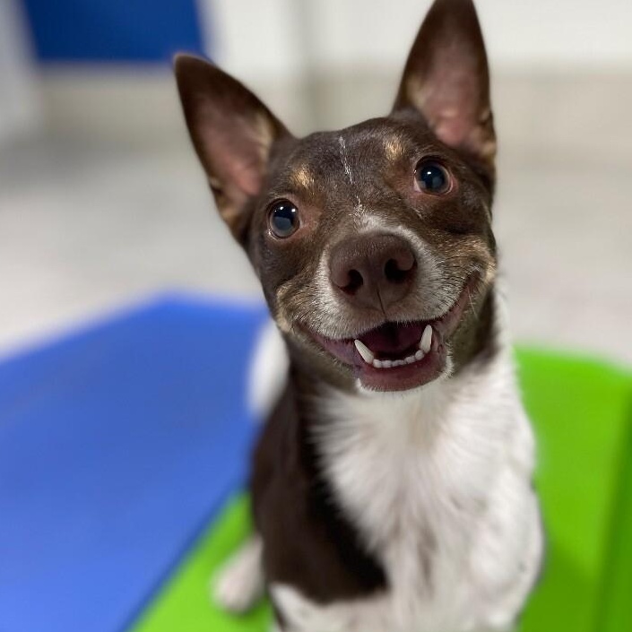 Dog for adoption - Camo tiny cutie patootie, a Chihuahua & Jack Russell ...