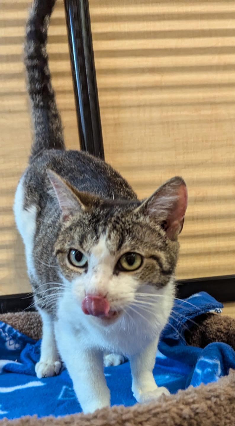 Cat for adoption - Sweetie Pie, a Tabby & Domestic Short Hair Mix in ...