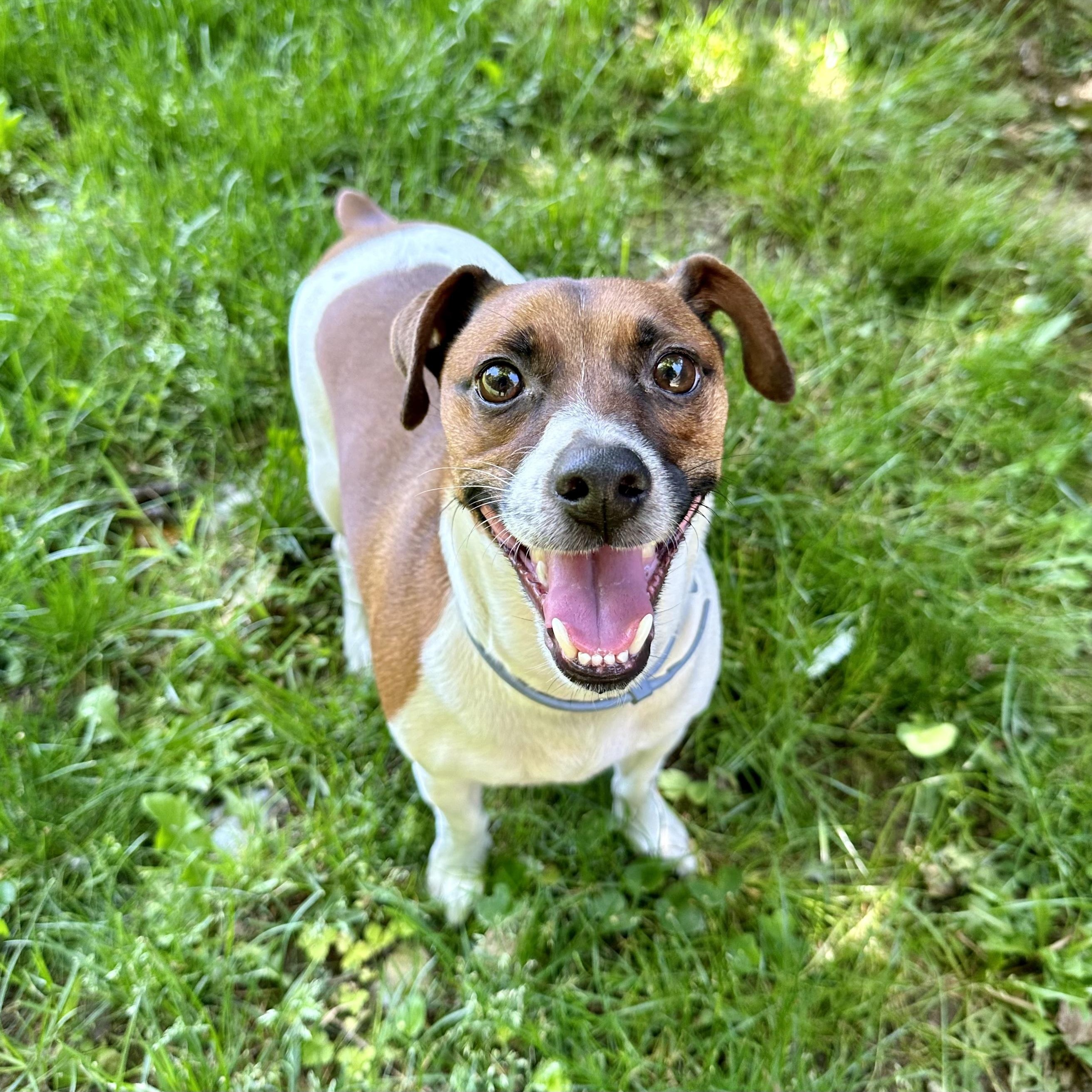 Dog for adoption - Chipper, a Jack Russell Terrier in Bethel, CT ...
