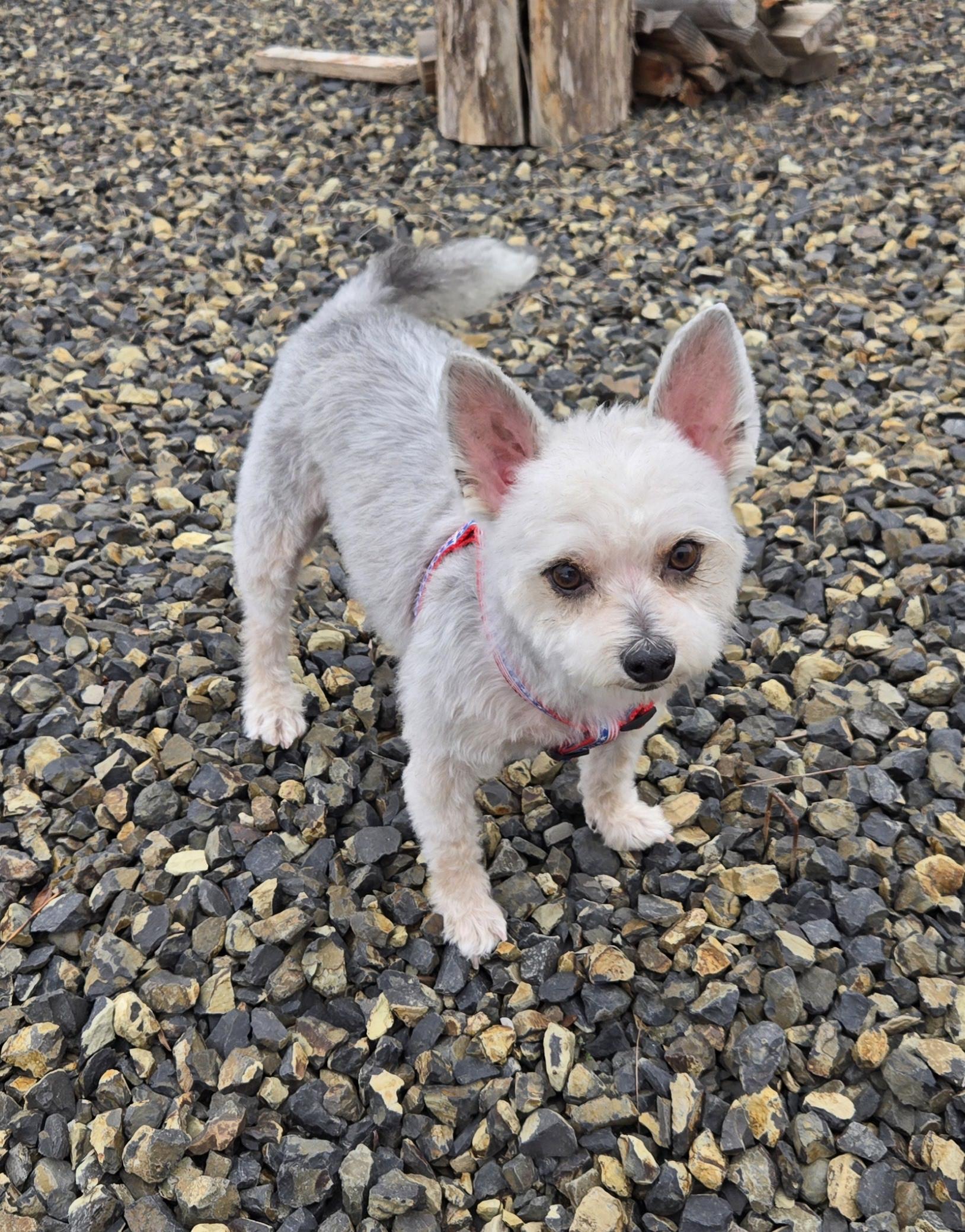 Dog for adoption - Fuzzy, a Terrier Mix in Boise, ID | Petfinder