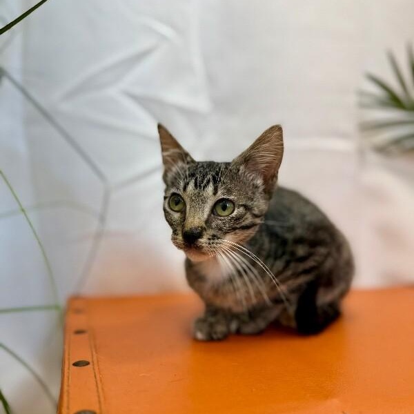 Cat for adoption - Hitch Hiker Miller, a Domestic Short Hair Mix in ...