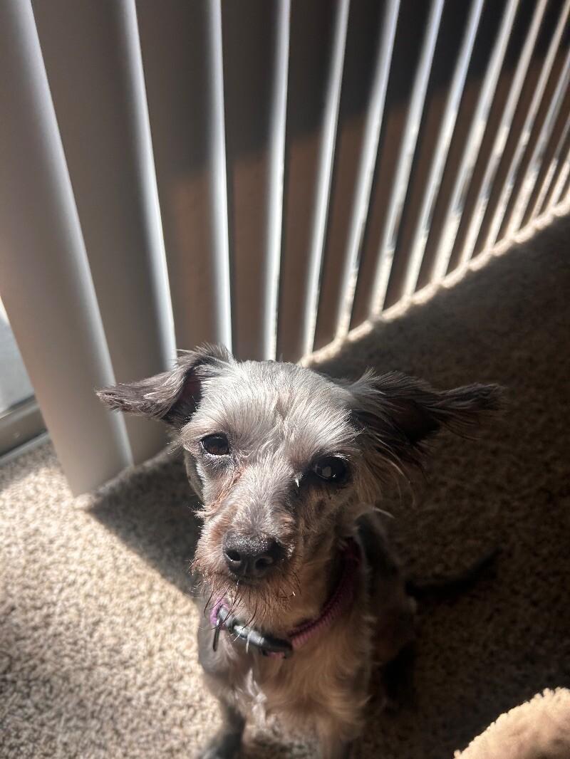 Dog for adoption - Tweak Tiny Kisses, a Miniature Poodle & Schnauzer ...