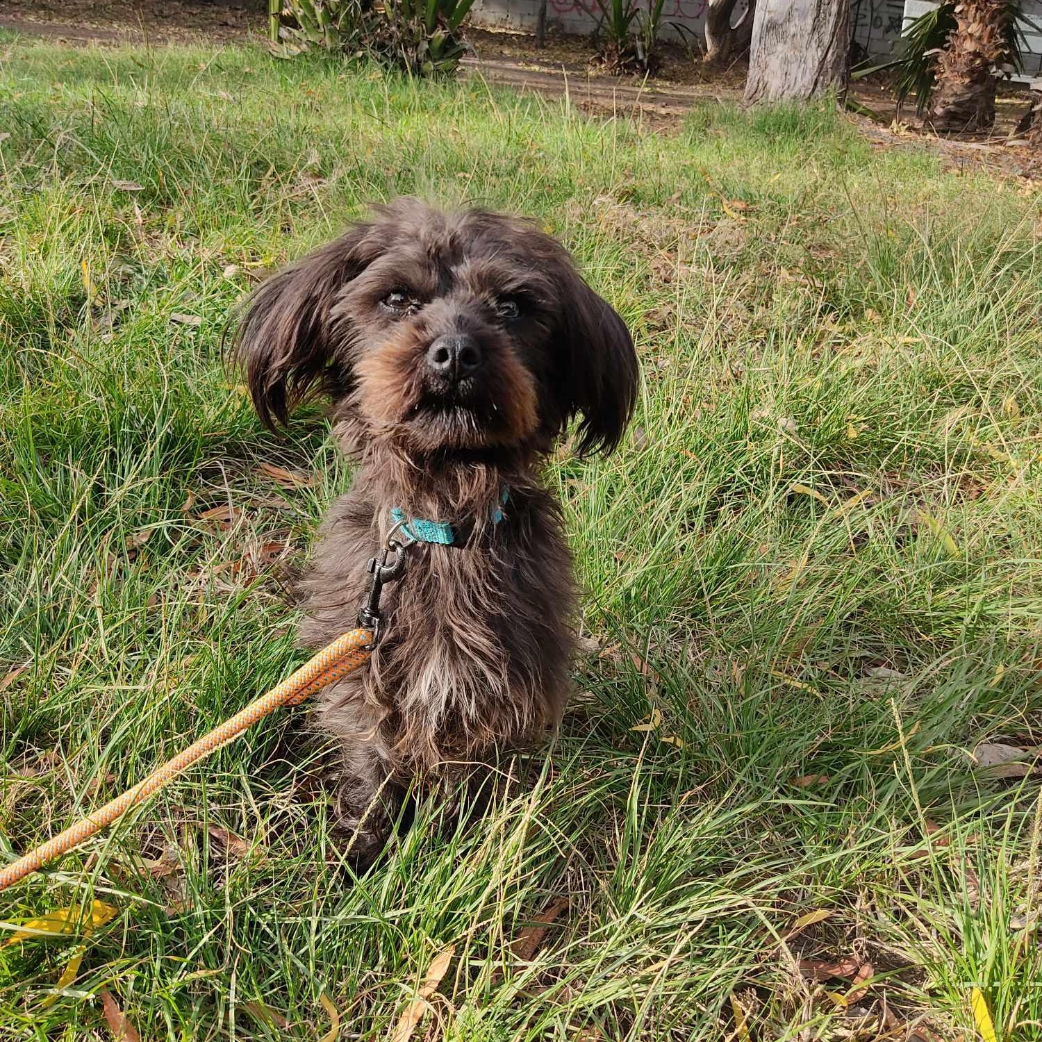 Dog for adoption - Yoda, a Yorkie Poo in Tijuana, BCN | Petfinder
