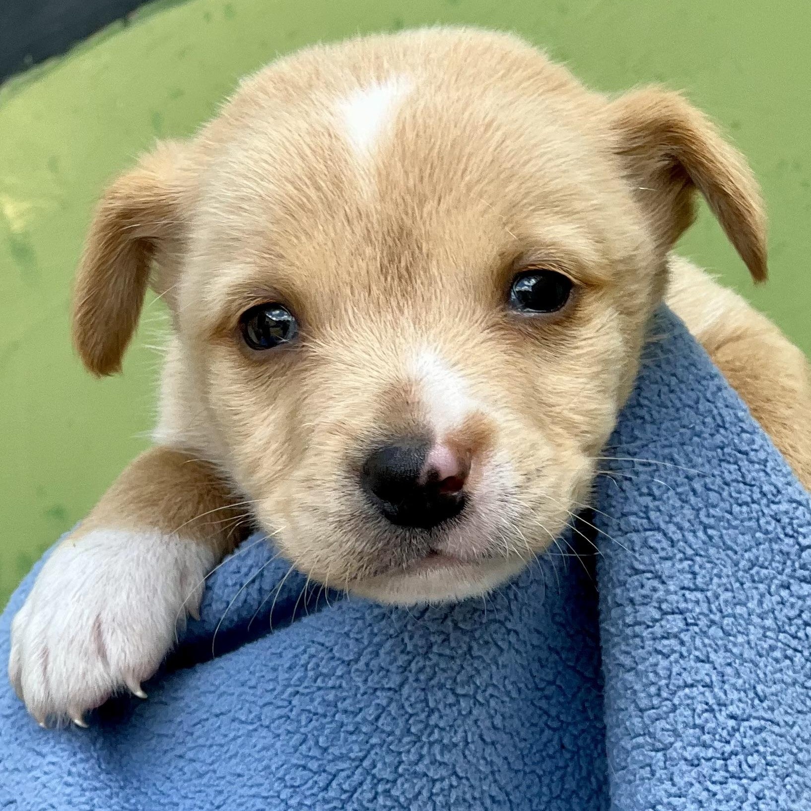 Dog for adoption - WELLS - ARRIVING IN MAINE JUNE 14TH, a Mixed Breed ...