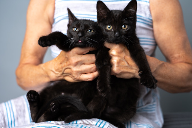 Cat for adoption - Loop and Wander DELICIOUS WOBBLIES INSTAGRAM HIT ...