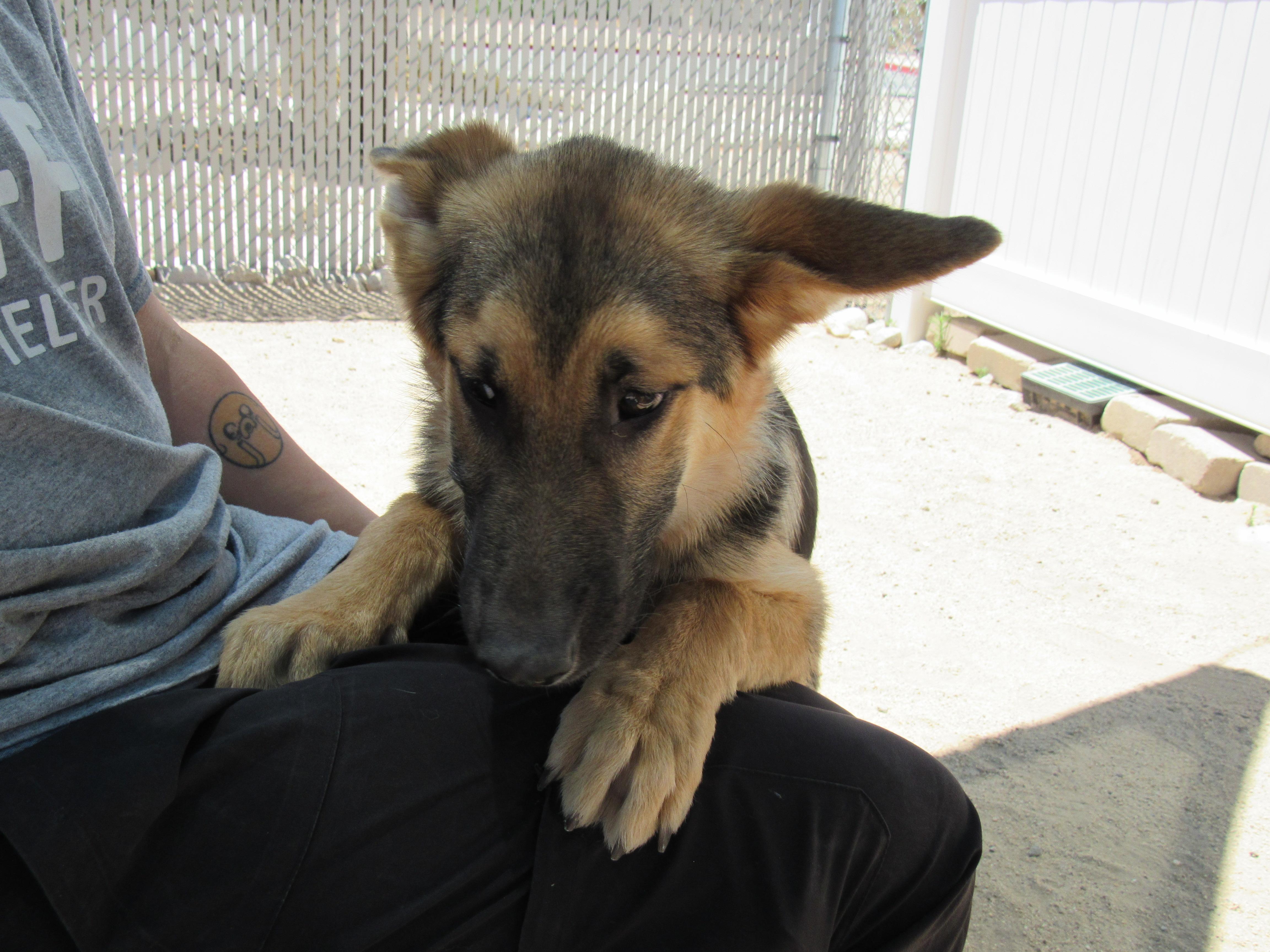Dog for adoption - Trigger, a German Shepherd Dog in Yucca Valley, CA ...