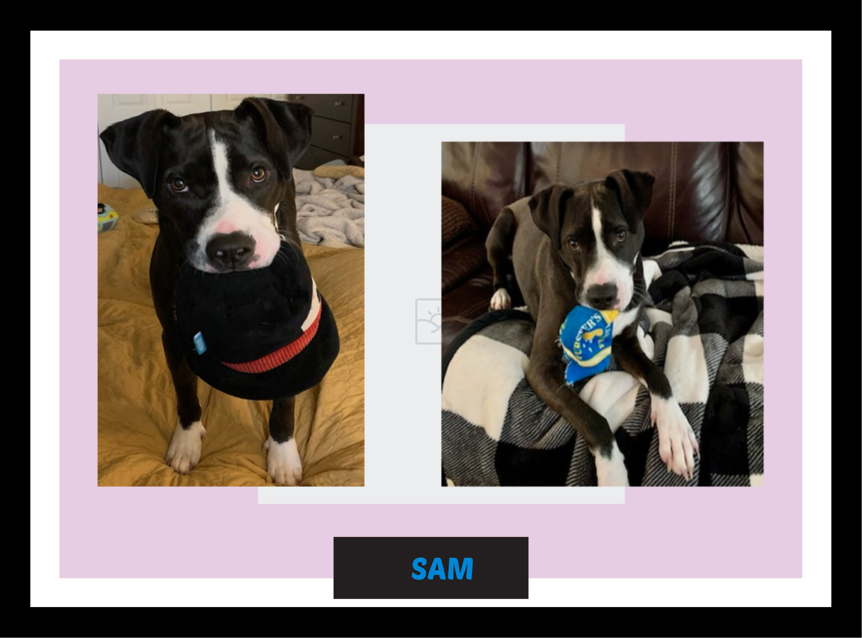 Dog for adoption - SAM IN NEW YORK, a Terrier & Black Labrador ...