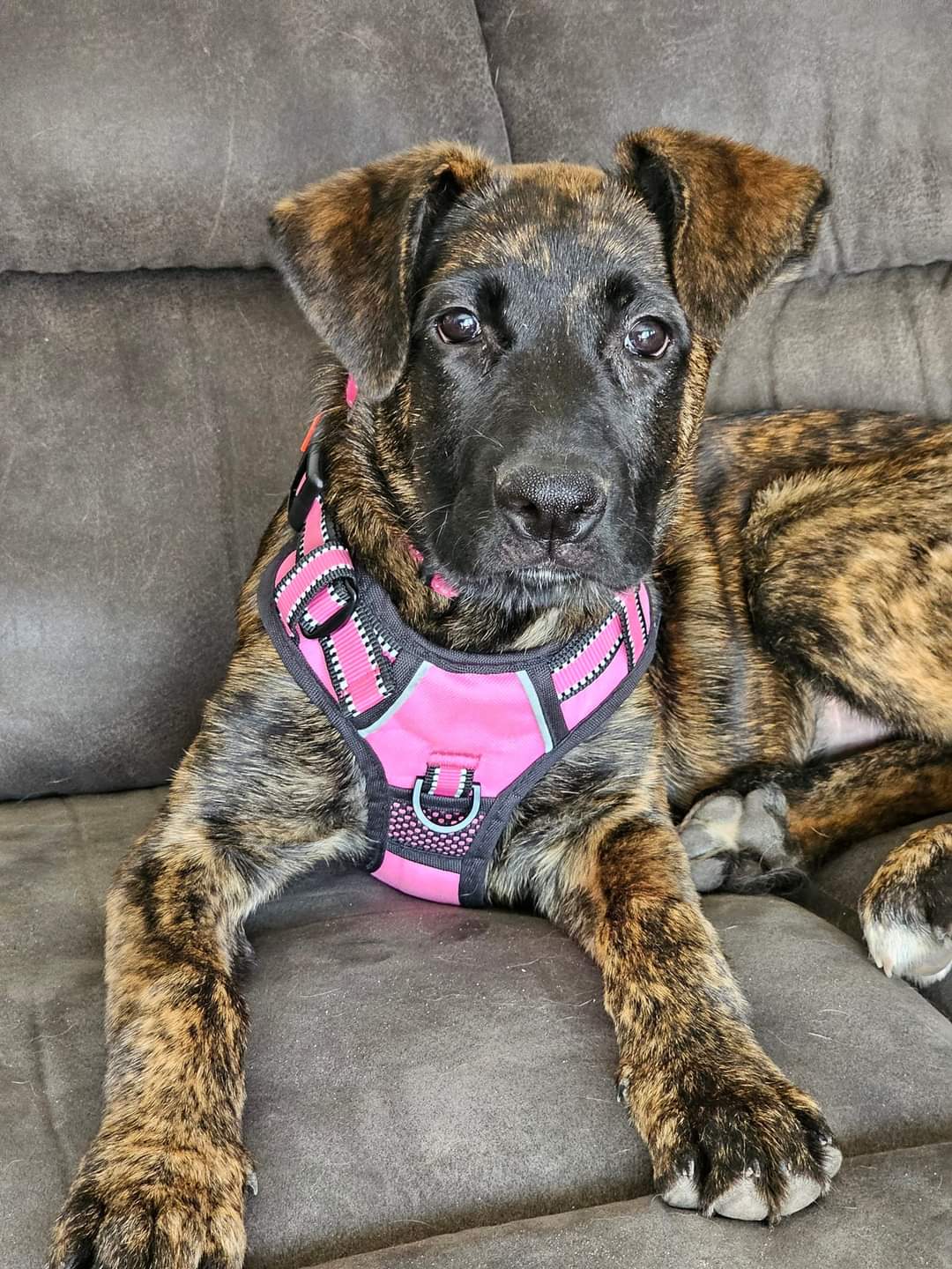 Home Page | Animal Rescue Project