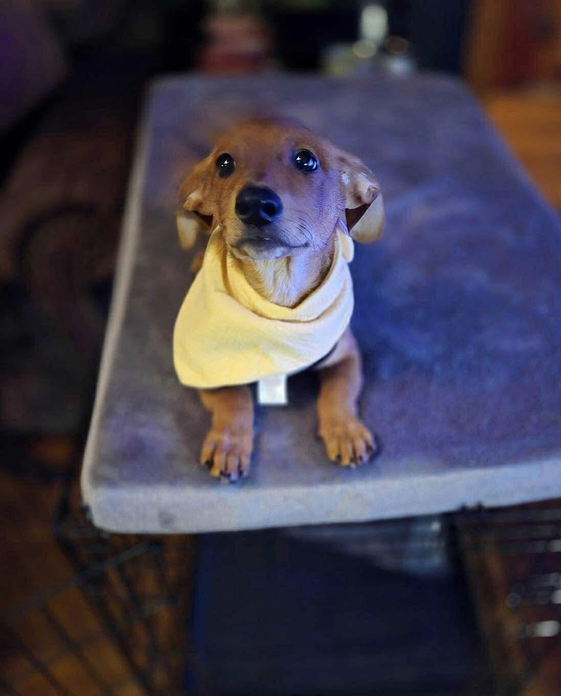 Dog for adoption - Wendell (Lauren-fostered in TN), a Dachshund ...