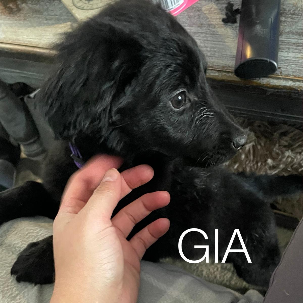 Dog for adoption - Gia, a Labrador Retriever & Norwegian Elkhound Mix ...