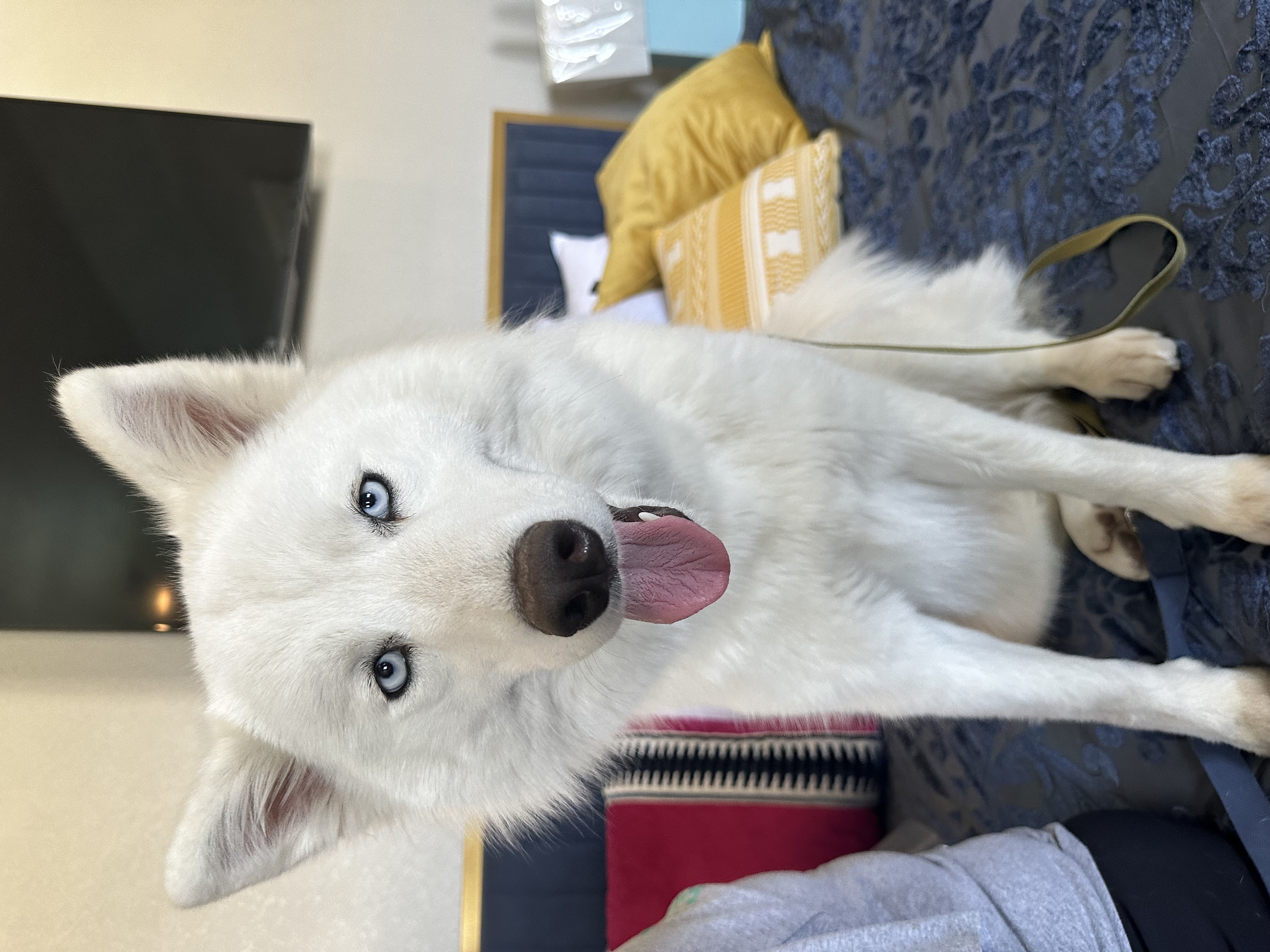 Dog for adoption - Tashi, a Siberian Husky Mix in Manahawkin, NJ ...