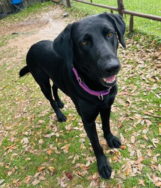 Dog for adoption - Ziva, a Labrador Retriever Mix in Brattleboro, VT | Petfinder