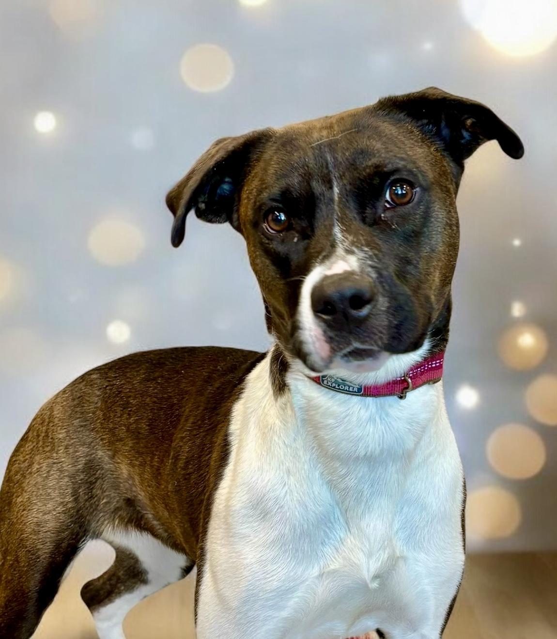 Dog for adoption - Lucy Lou, a German Shorthaired Pointer & Boxer Mix ...