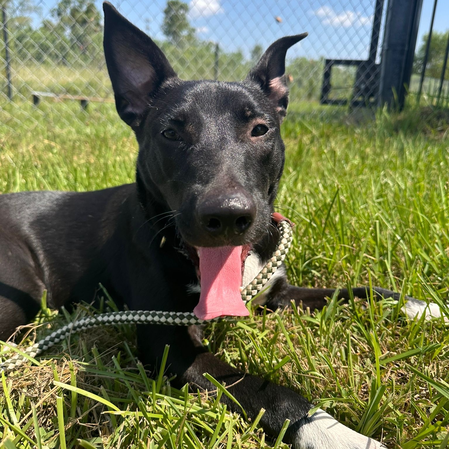 Dog for adoption - Cindy, a Black Labrador Retriever & Australian ...