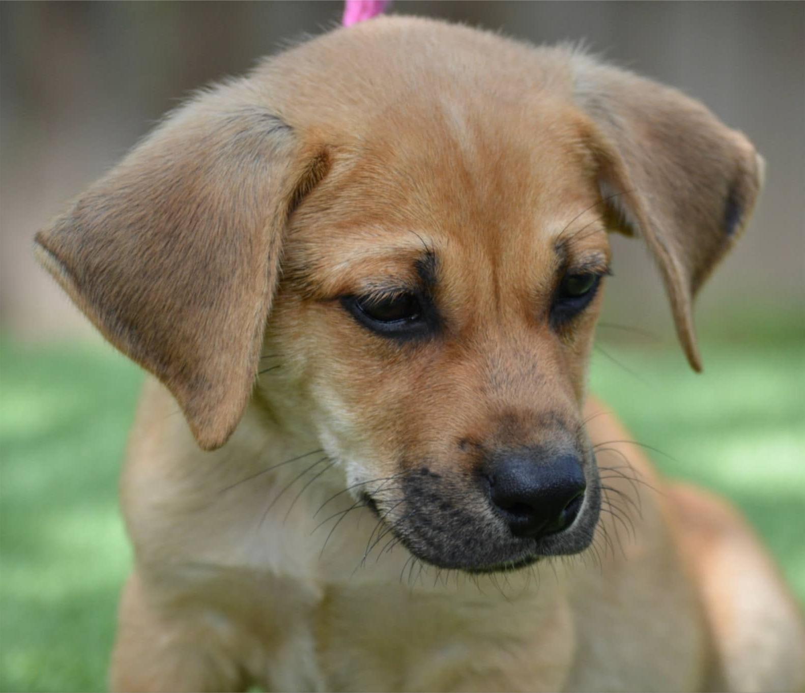 Dog for adoption - Ares, a Puggle & Border Terrier Mix in St Louis, MO ...