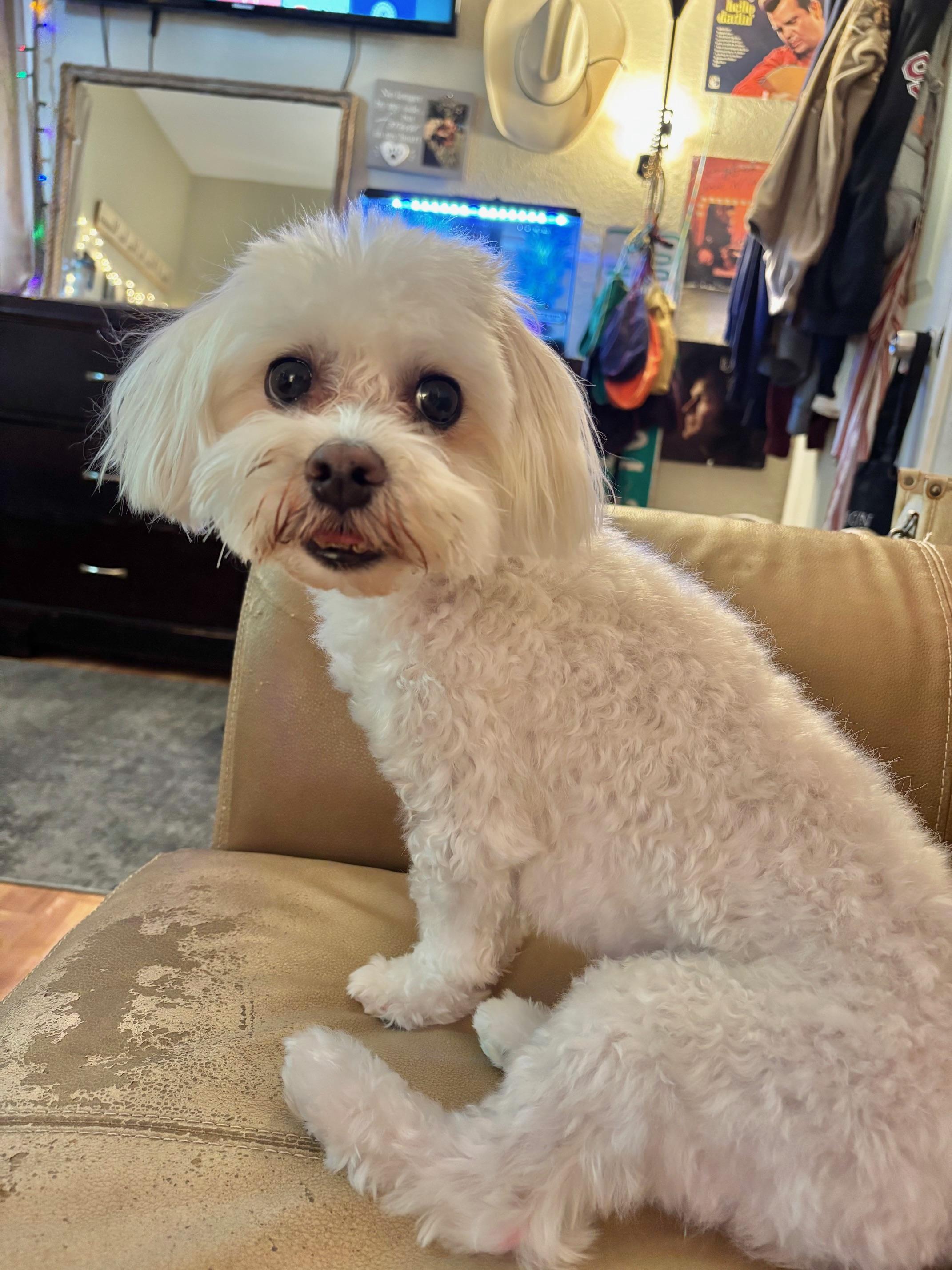 Dog for adoption - Toby, a Maltese in Orlando, FL | Petfinder